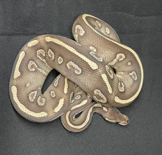 Phantom Mojave Ball Python by #BALLIN