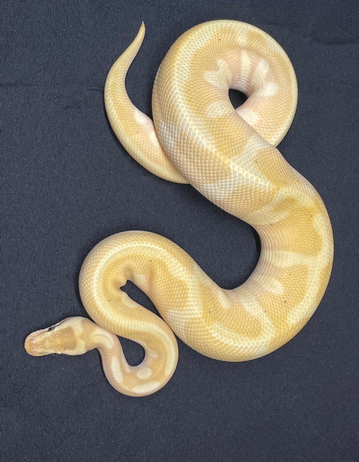 Banana Leopard Enchi Lesser Het Genetic Stripe Ball Python by #ballin ...