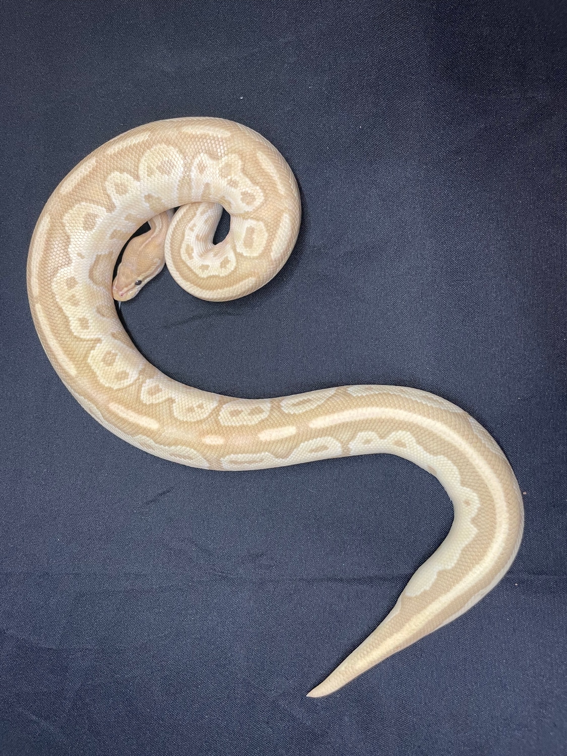 Banana Fire Orange Dream Bongo M Ball Python by #ballin - MorphMarket