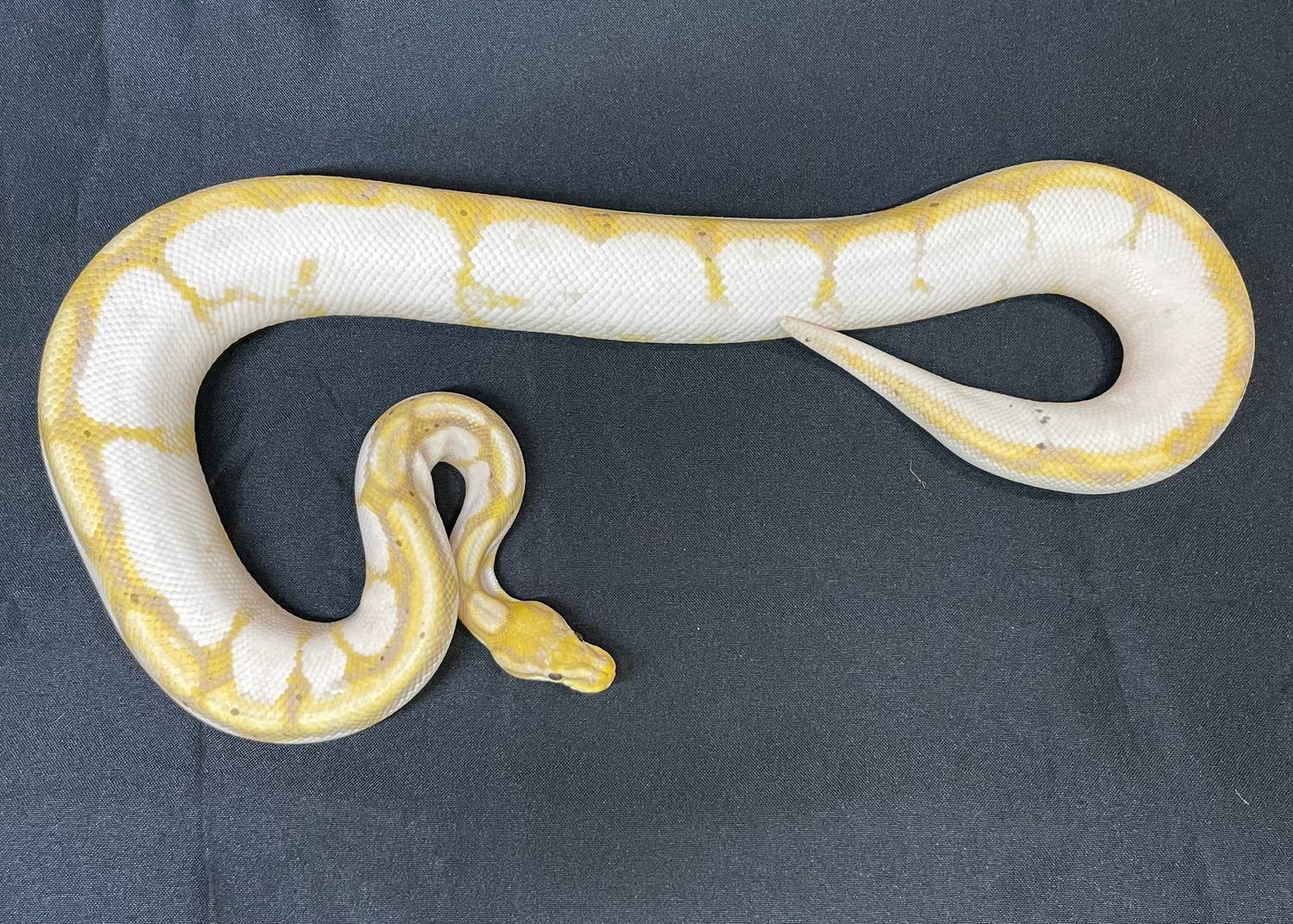 Banana Cinnamon Sugar Spider Ball Python by #ballin - MorphMarket