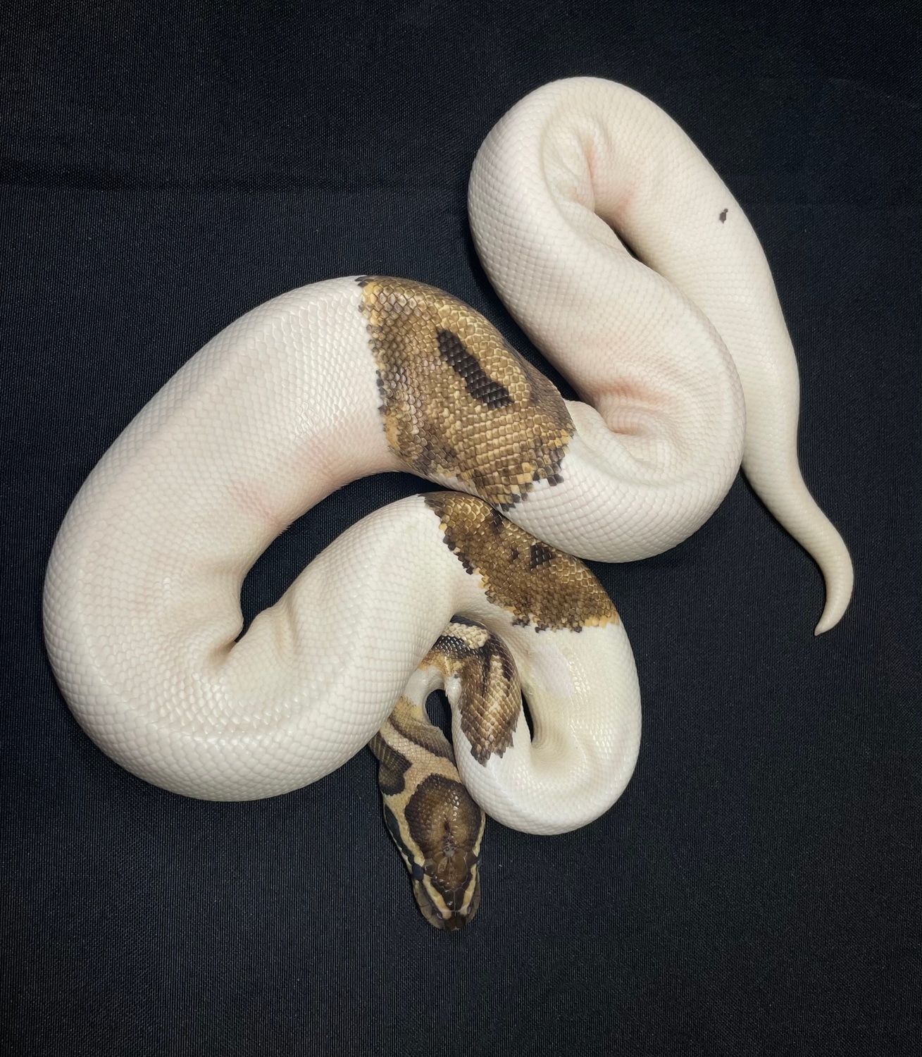 Fire Pied Ball Python by #ballin - MorphMarket