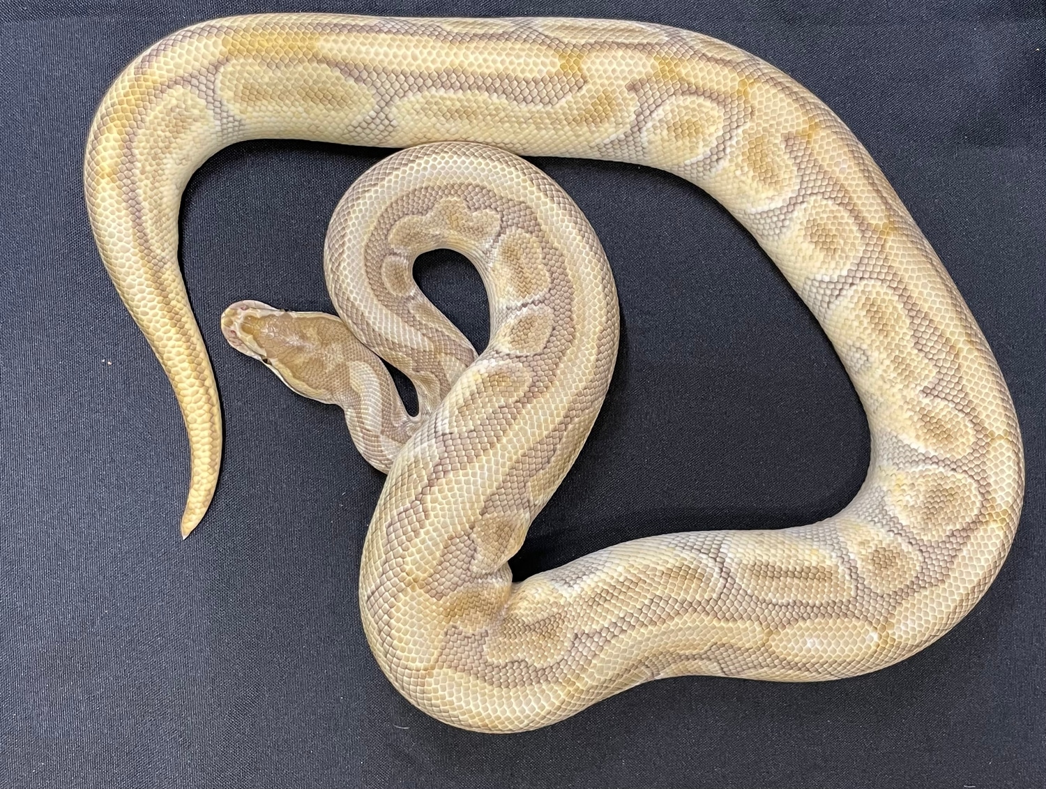 Lesserbee Bongo Ball Python by #ballin - MorphMarket