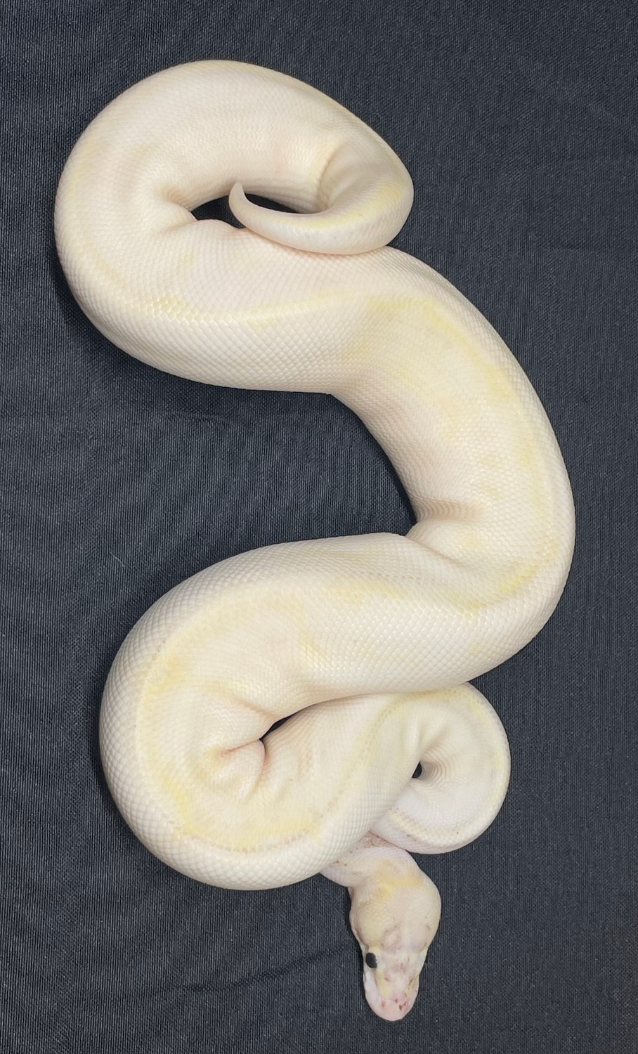 Pastel Bongo Lesser Highway Ball Python by #ballin - MorphMarket