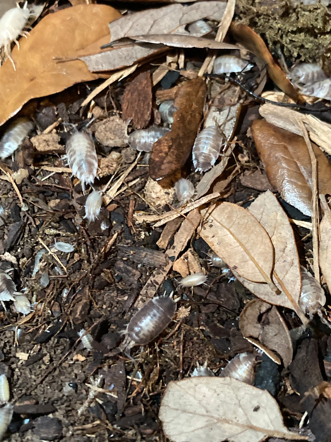 Porcellio Laevis “Milkback” Isopod by Tiny Titans - MorphMarket