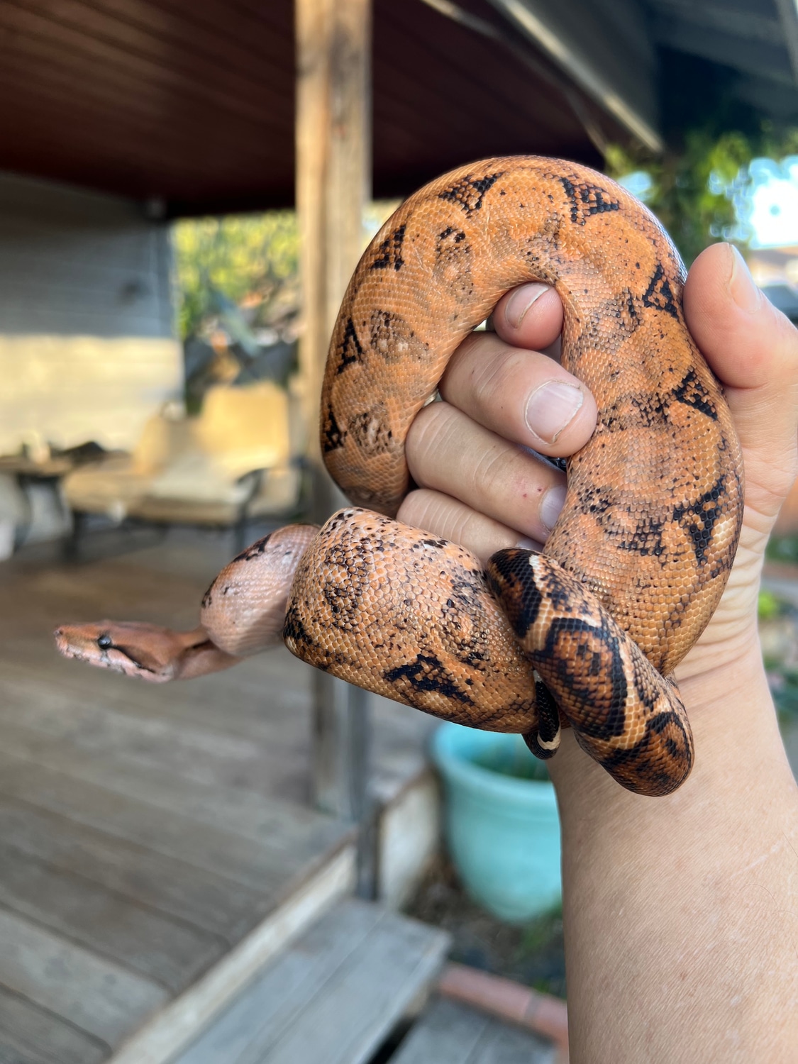 Blood 100% Het El Diablo (Albino Central) Boa Constrictor by Kapitol ...
