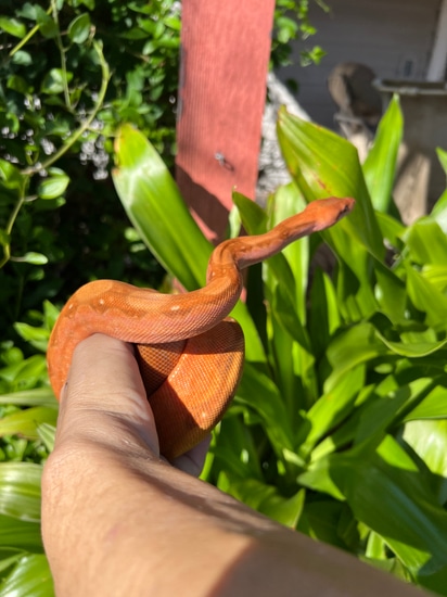 CA 2021 Female El Diablo Boa(T+ Albino Blood) Boa Constrictor by ...