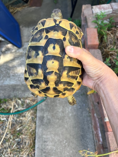 Herman’s Tortoise Adult Female Hermann's Tortoise by Kapitol Reptiles