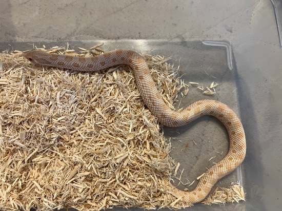 2023 Female Juvenile Albino Het Snow Conda Western Hognose by Kapitol ...