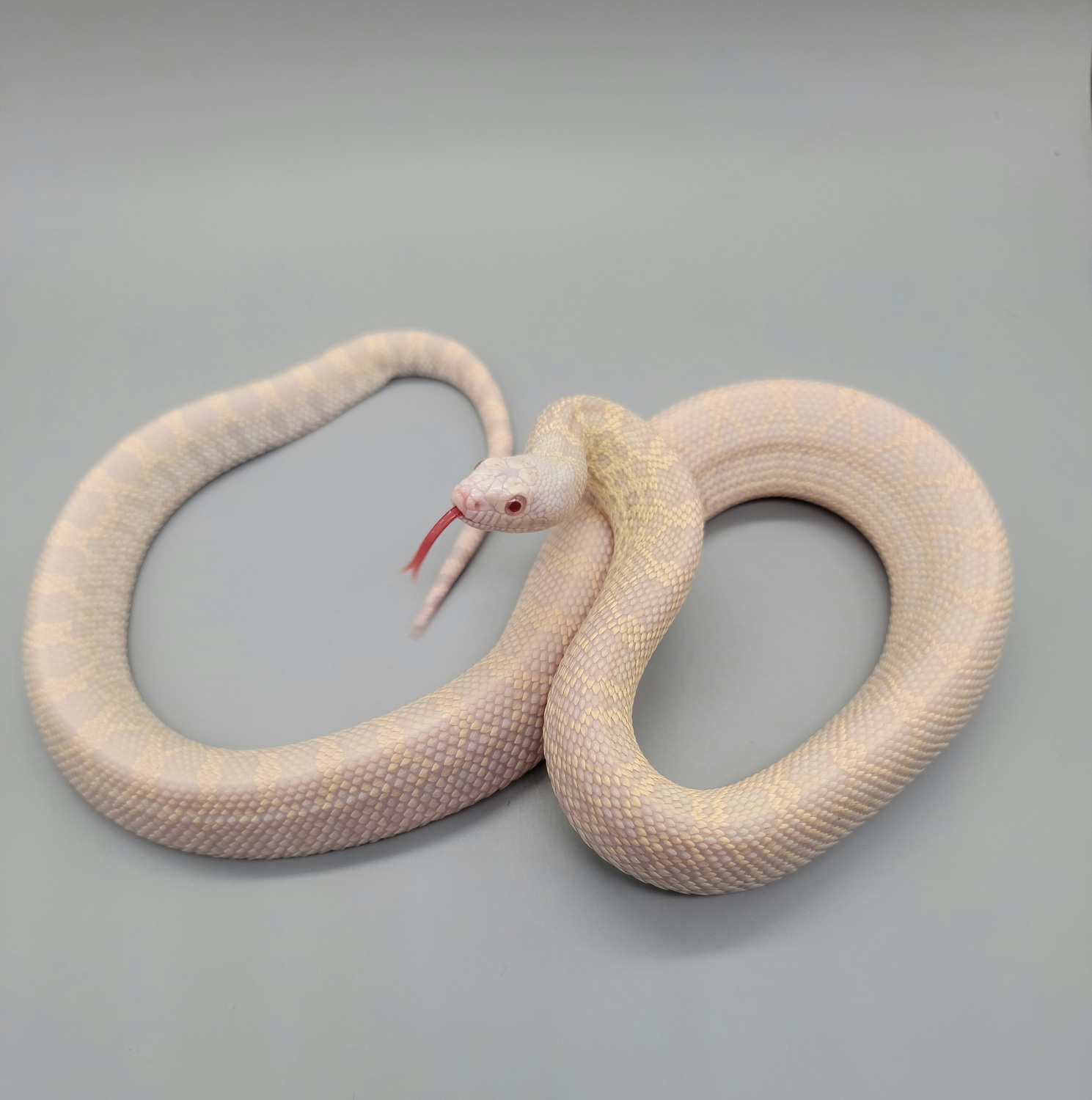 Albino Axanthic 100% Het. Whiteside Bullsnake by Lizard King Reptiles ...