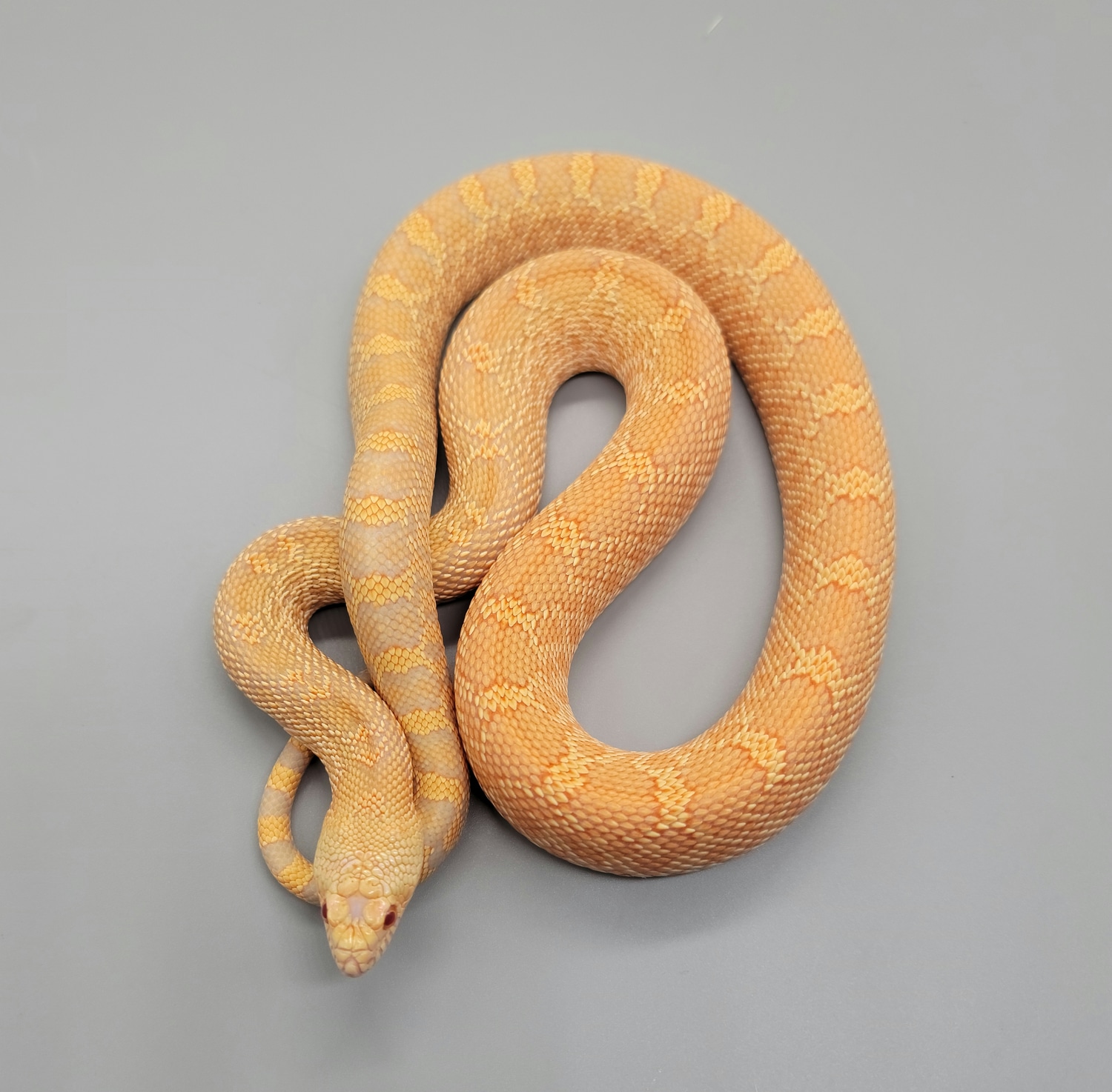 Albino 33% Poss. Het. Axanthic/Whiteside Bullsnake by Lizard King ...
