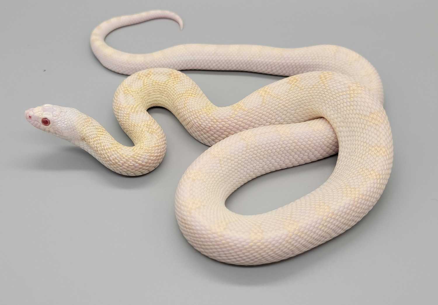 Whiteside Albino Axanthic Bullsnake by Lizard King Reptiles - MorphMarket
