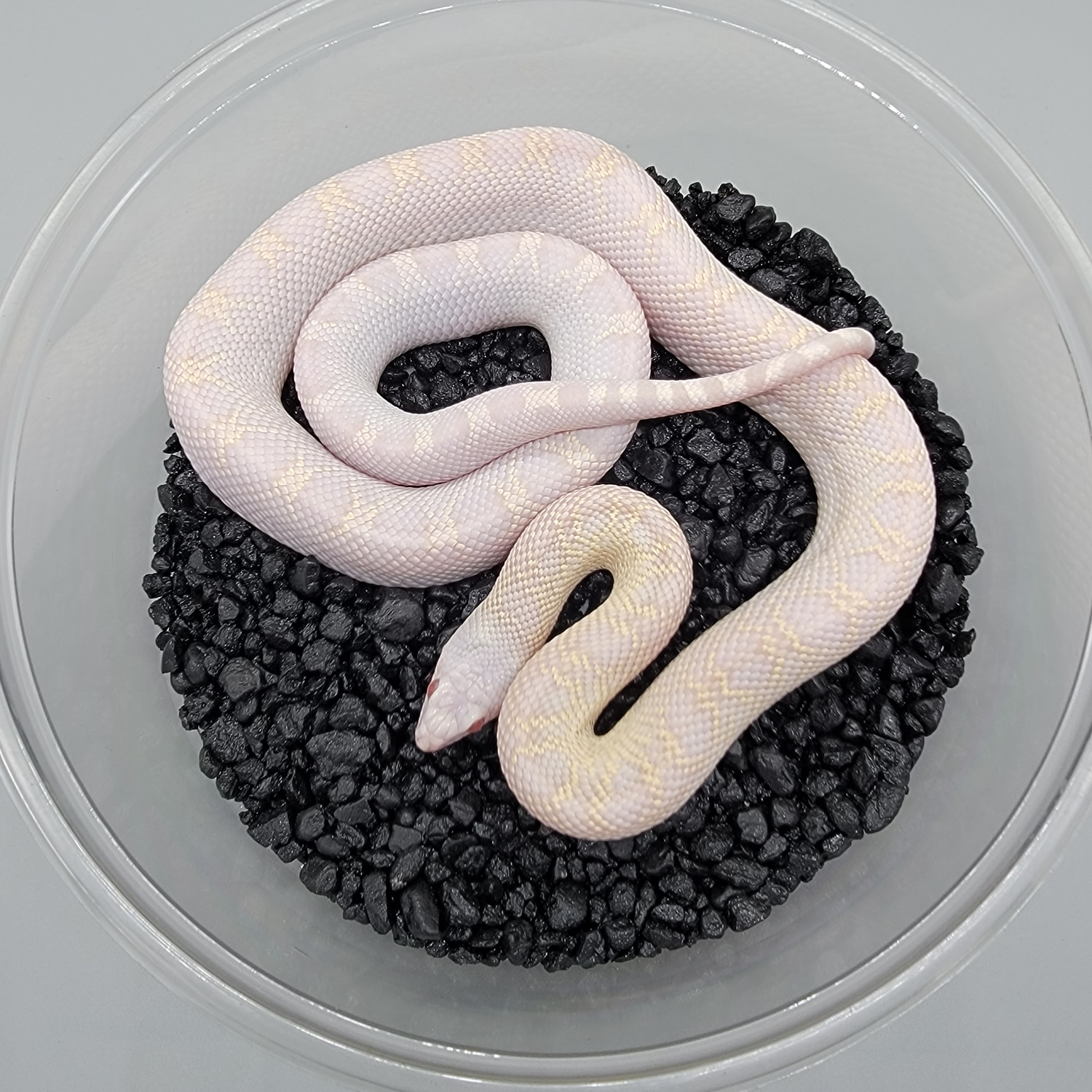 Whiteside Albino Axanthic Bullsnake by Lizard King Reptiles - MorphMarket