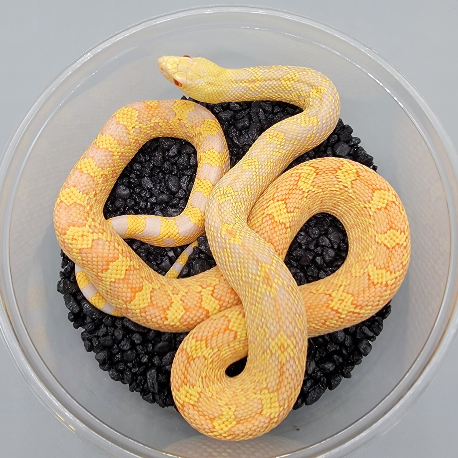 Albino 50% Poss. Het Whiteside And Axanthic Bullsnake by Lizard King ...