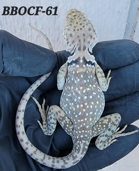 Blazing Blue Outcross Eastern Collared Lizard by Lizard King Reptiles