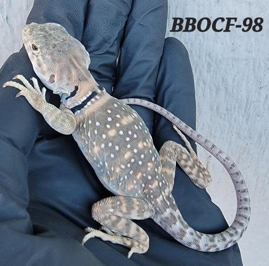 Blazing Blue Outcross Eastern Collared Lizard by Lizard King Reptiles