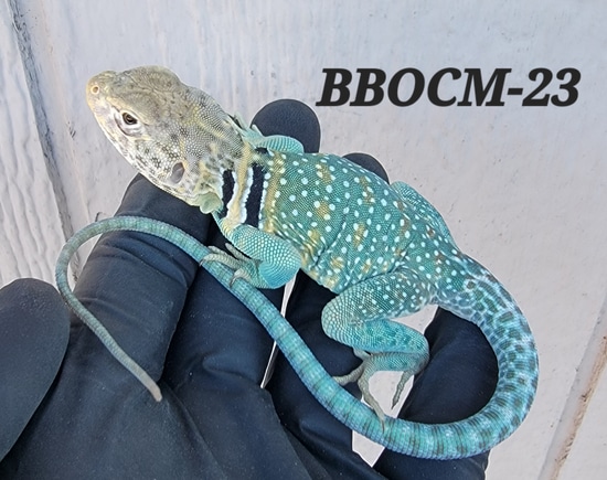 Blazing Blue Outcross Eastern Collared Lizard by Lizard King Reptiles