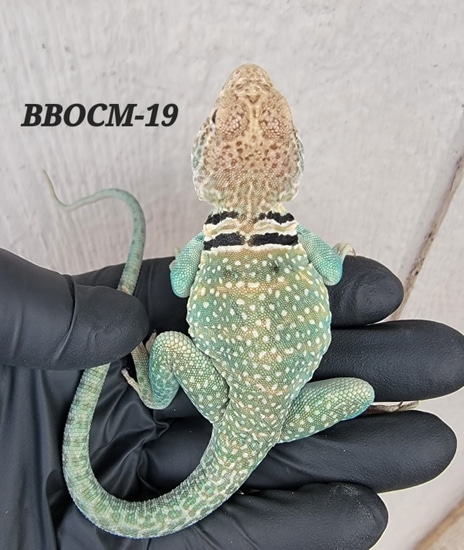 Blazing Blue Outcross Eastern Collared Lizard by Lizard King Reptiles