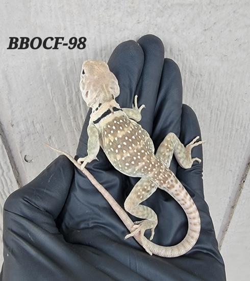 Blazing Blue Outcross Eastern Collared Lizard by Lizard King Reptiles