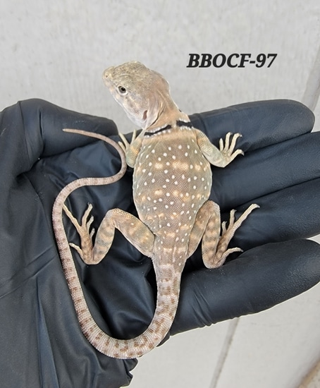 Blazing Blue Outcross Eastern Collared Lizard by Lizard King Reptiles