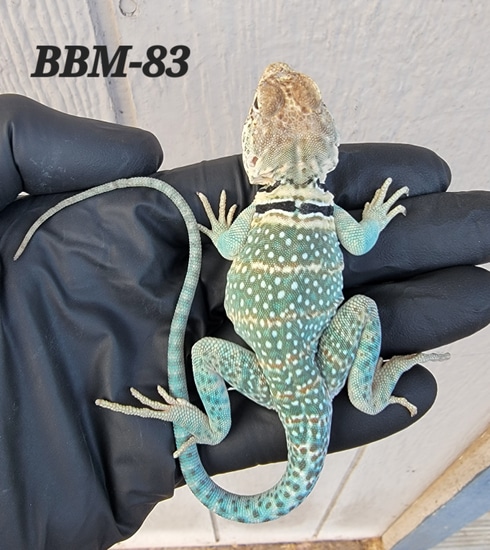 Blazing Blue Eastern Collared Lizard by Lizard King Reptiles