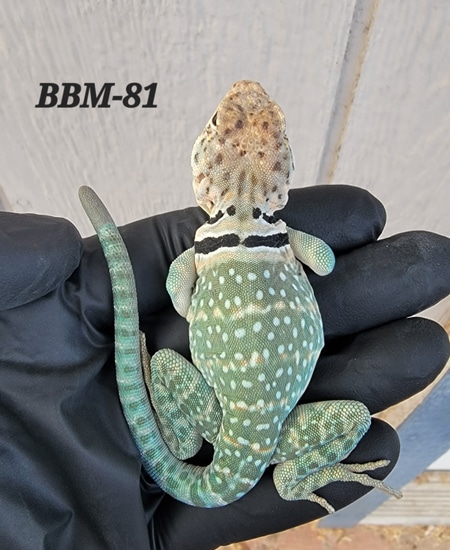 Blazing Blue Eastern Collared Lizard by Lizard King Reptiles