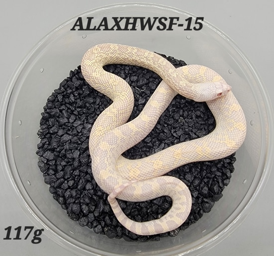 Albino Axanthic (True Snow) Het. Whiteside Bullsnake by Lizard King ...