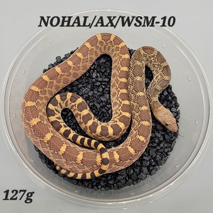 Lizard King Reptiles - MorphMarket