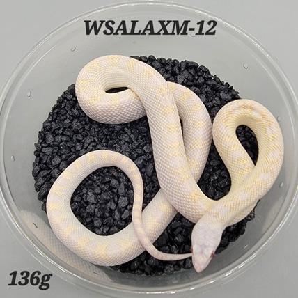 Lizard King Reptiles - MorphMarket