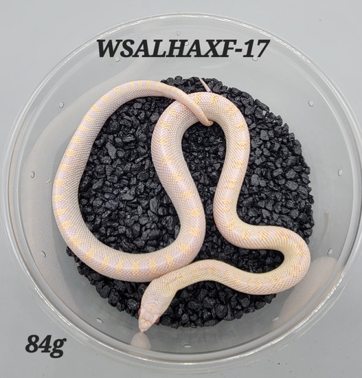 Whiteside Albino Het. Axanthic Bullsnake by Lizard King Reptiles