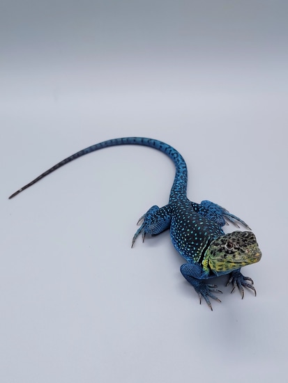 Blazing Blue Eastern Collared Lizard by Lizard King Reptiles