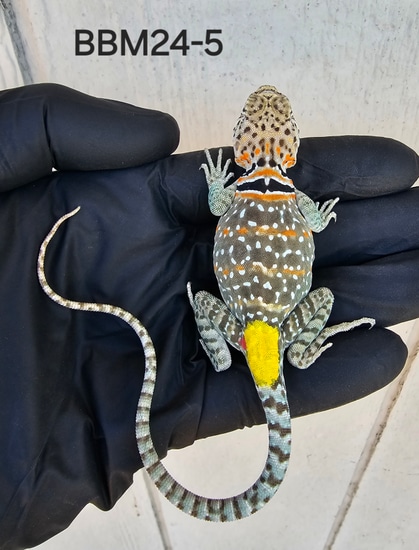 Blazing Blue Eastern Collared Lizard by Lizard King Reptiles