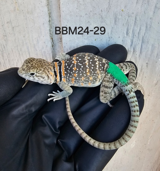 Blazing Blue Eastern Collared Lizard by Lizard King Reptiles