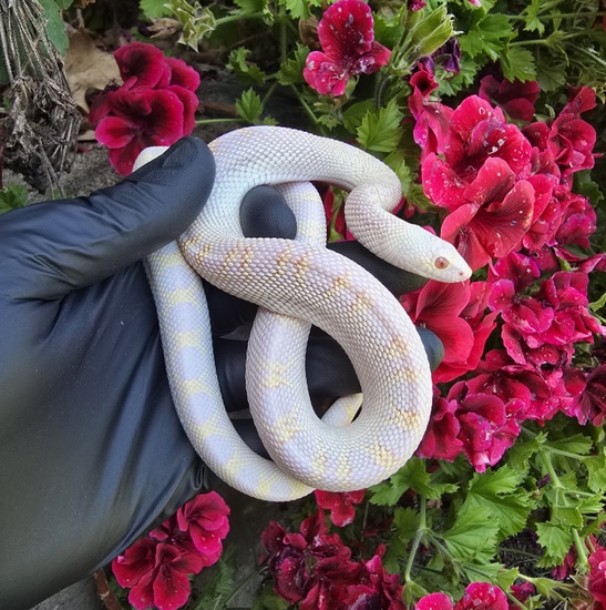 Whiteside Albino Het. Axanthic Bullsnake by Lizard King Reptiles