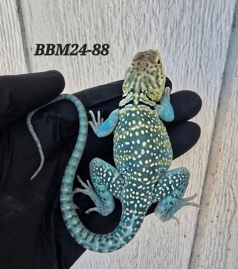 Blazing Blue Eastern Collared Lizard by Lizard King Reptiles