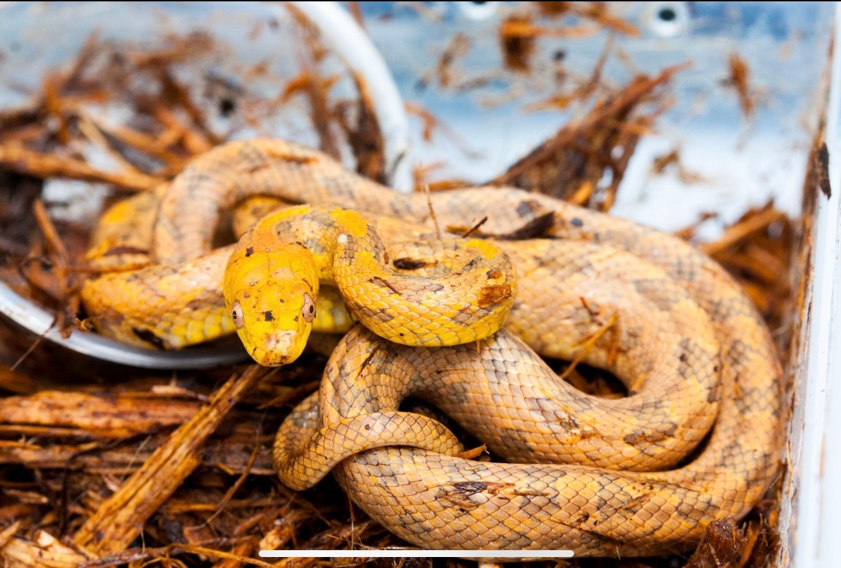 Eastern Rat Snake by Lizardkingz - MorphMarket