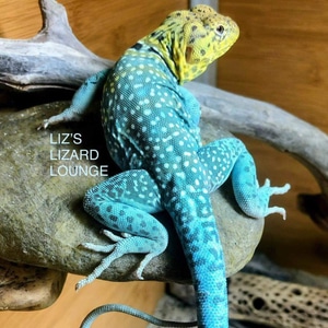 Liz's Lizard Lounge - MorphMarket