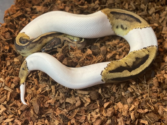 Pied Pastel Female Ball Python by Lizard_Wizzard