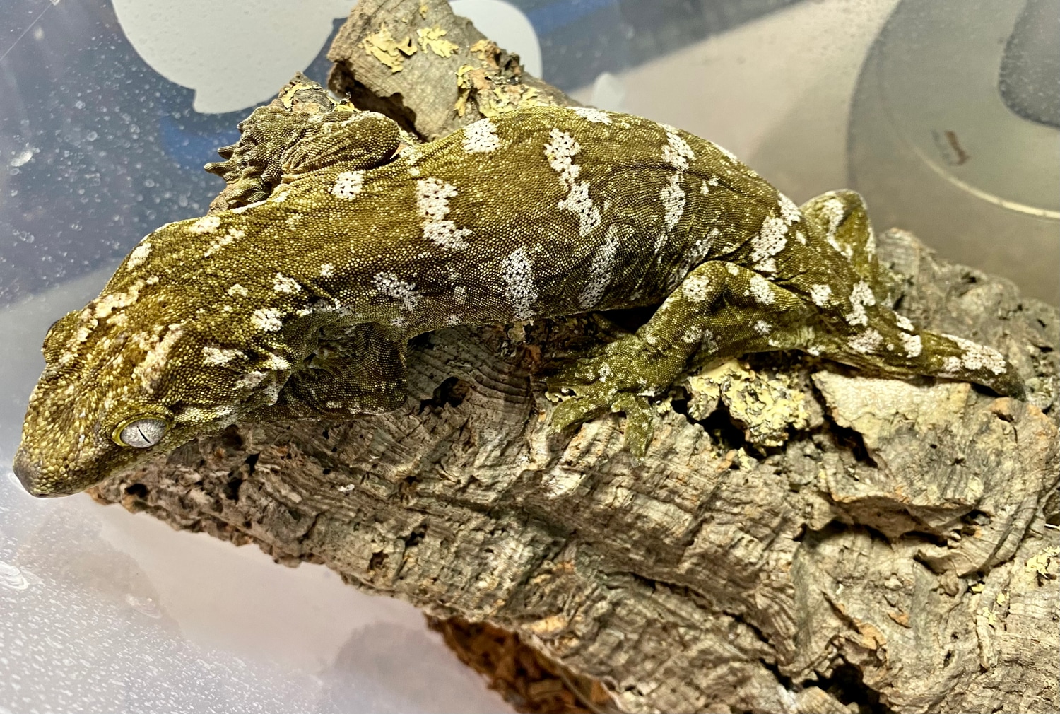 GT X Bayo Leachianus Gecko by Your Gecko Guy - MorphMarket