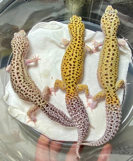 Giant Eclipse Group Leopard Gecko by Lizard_Wizzard