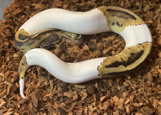 Pied Ball Python by Lizard_Wizzard