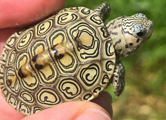 Available Soon. Northern Concentric Diamondback Terrapin by Diamondback ...