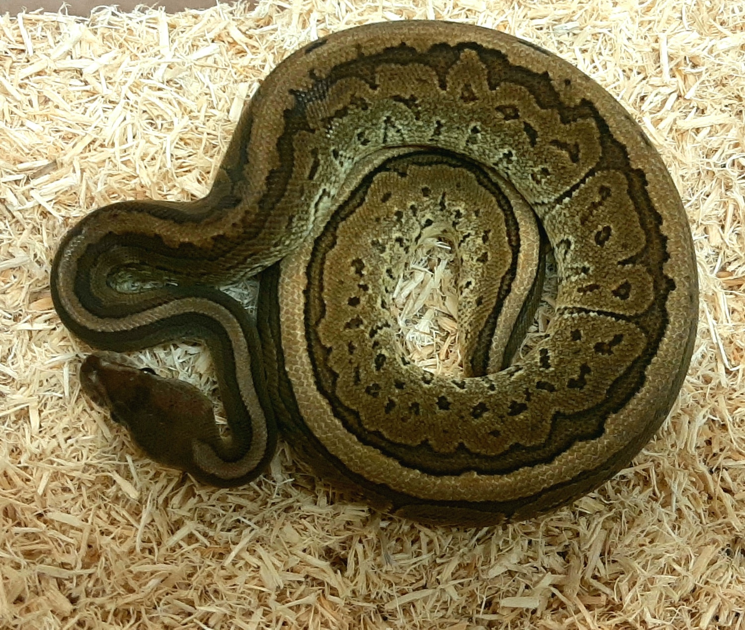 Cinny Pinstripe Ball Python by Jonesy's Reptiles - MorphMarket