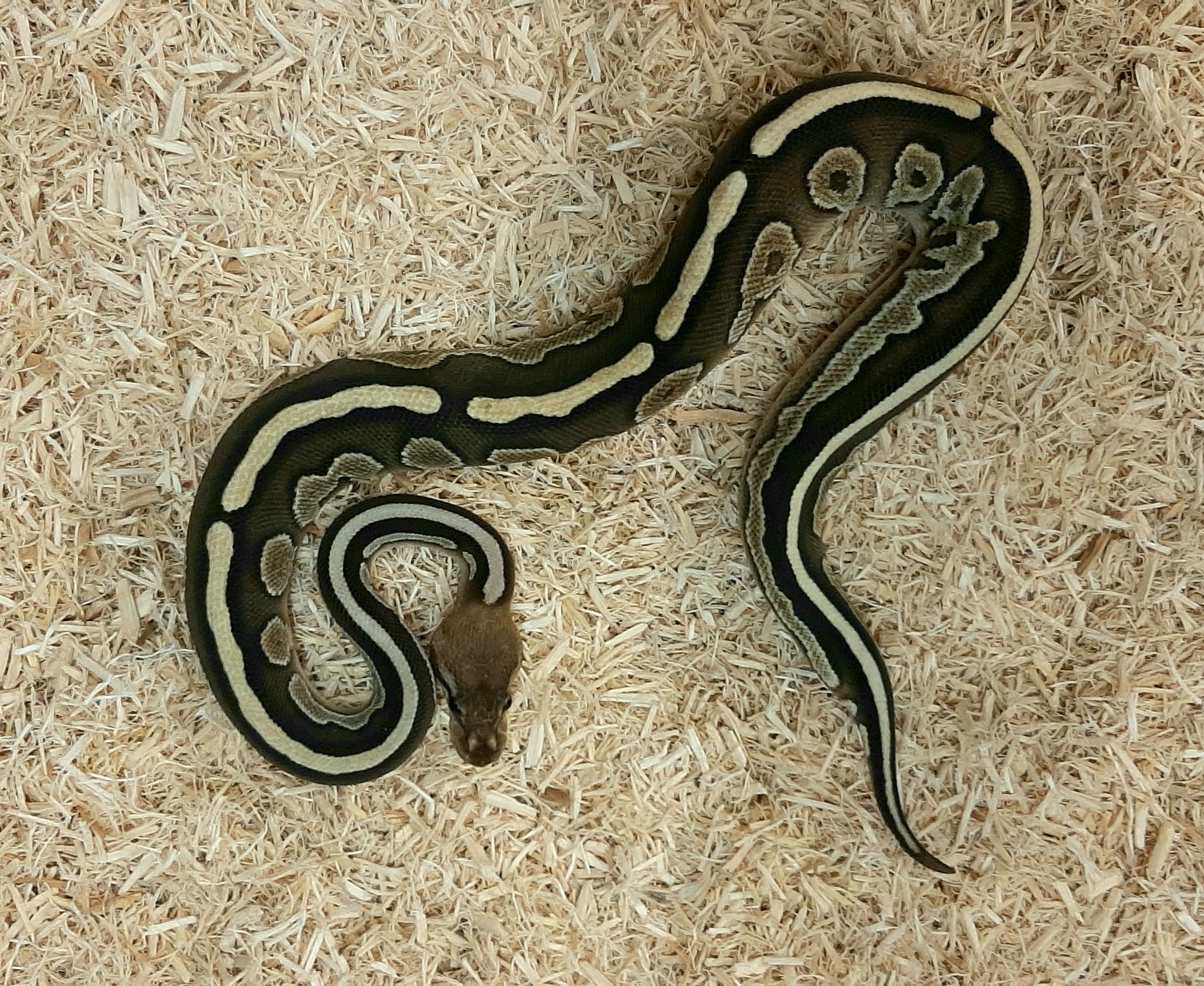 Mahogany Mojave Ball Python by Jonesy's Reptiles - MorphMarket