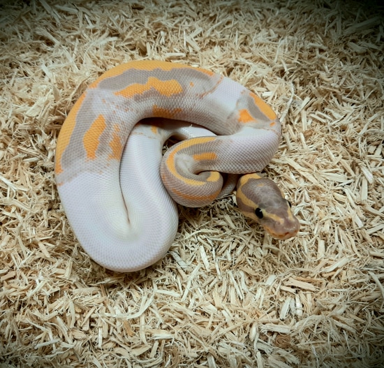 Coral Glow Leopard Pied Ball Python by Jonesy's Reptiles