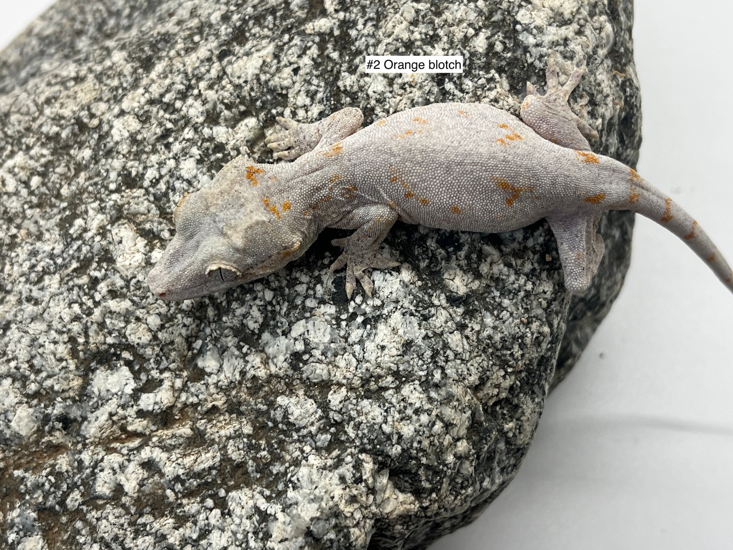 Gargoyle Gecko Sex Unknown by Reptiles N' Things - MorphMarket