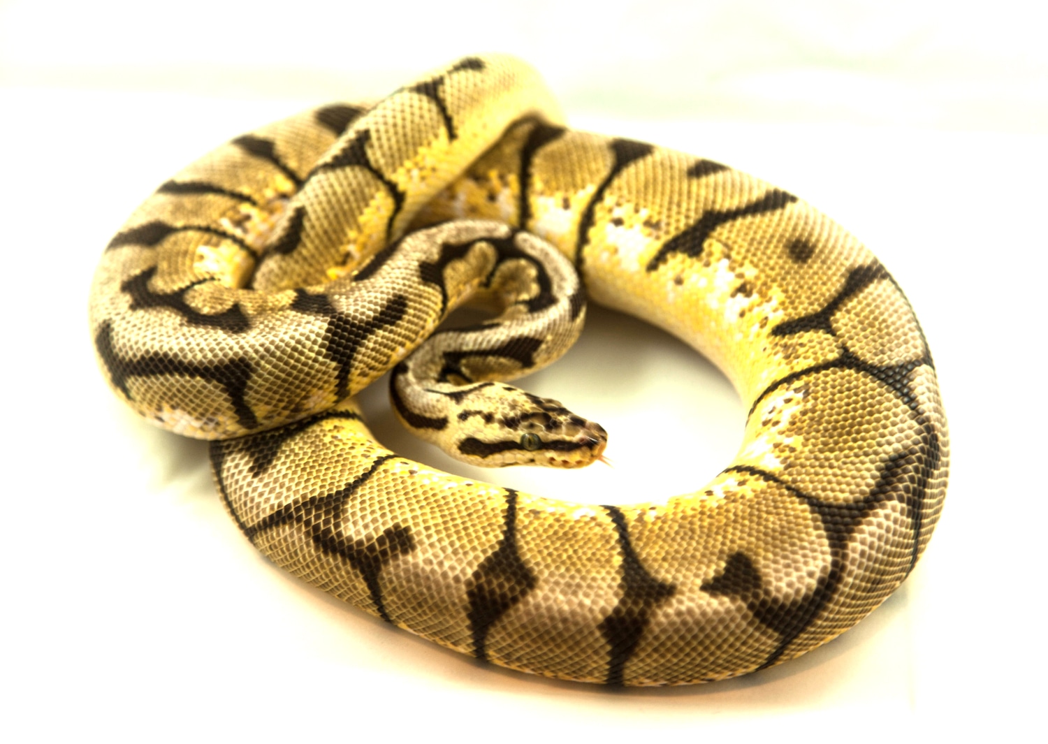 Bumblebee 100% Het Clown Ball Python by La Jolla Exotics - MorphMarket