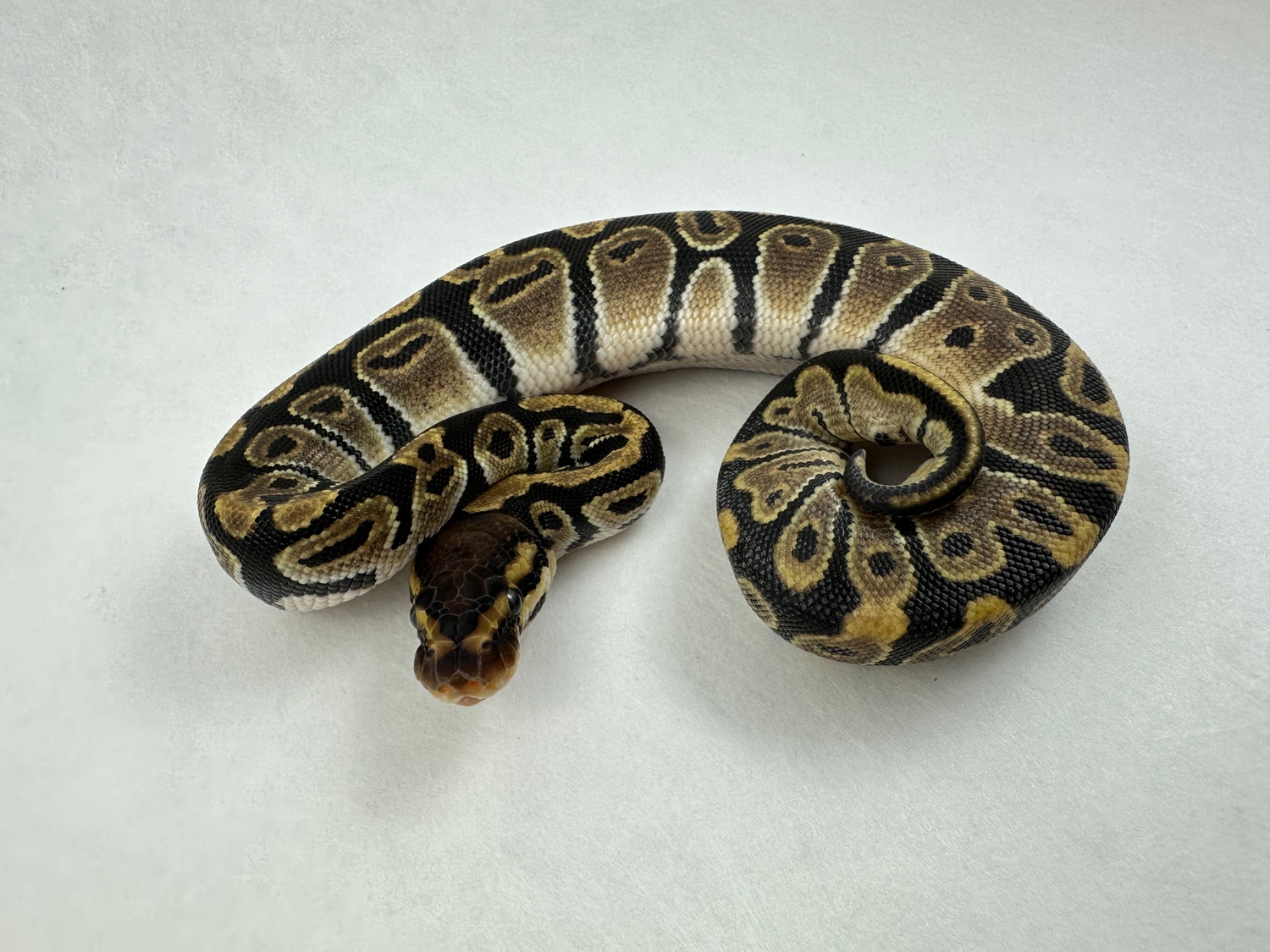 100% Het Clown Ball Python by La Jolla Exotics - MorphMarket