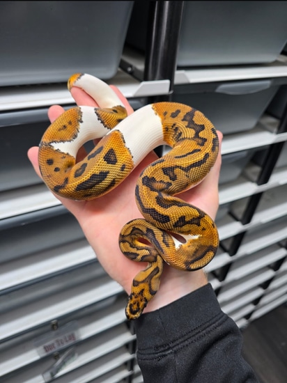 Clown Pied Ball Python by LJ Genetics