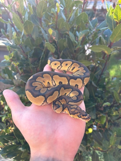 OD YB Lace Clown Ball Python by LJ Genetics