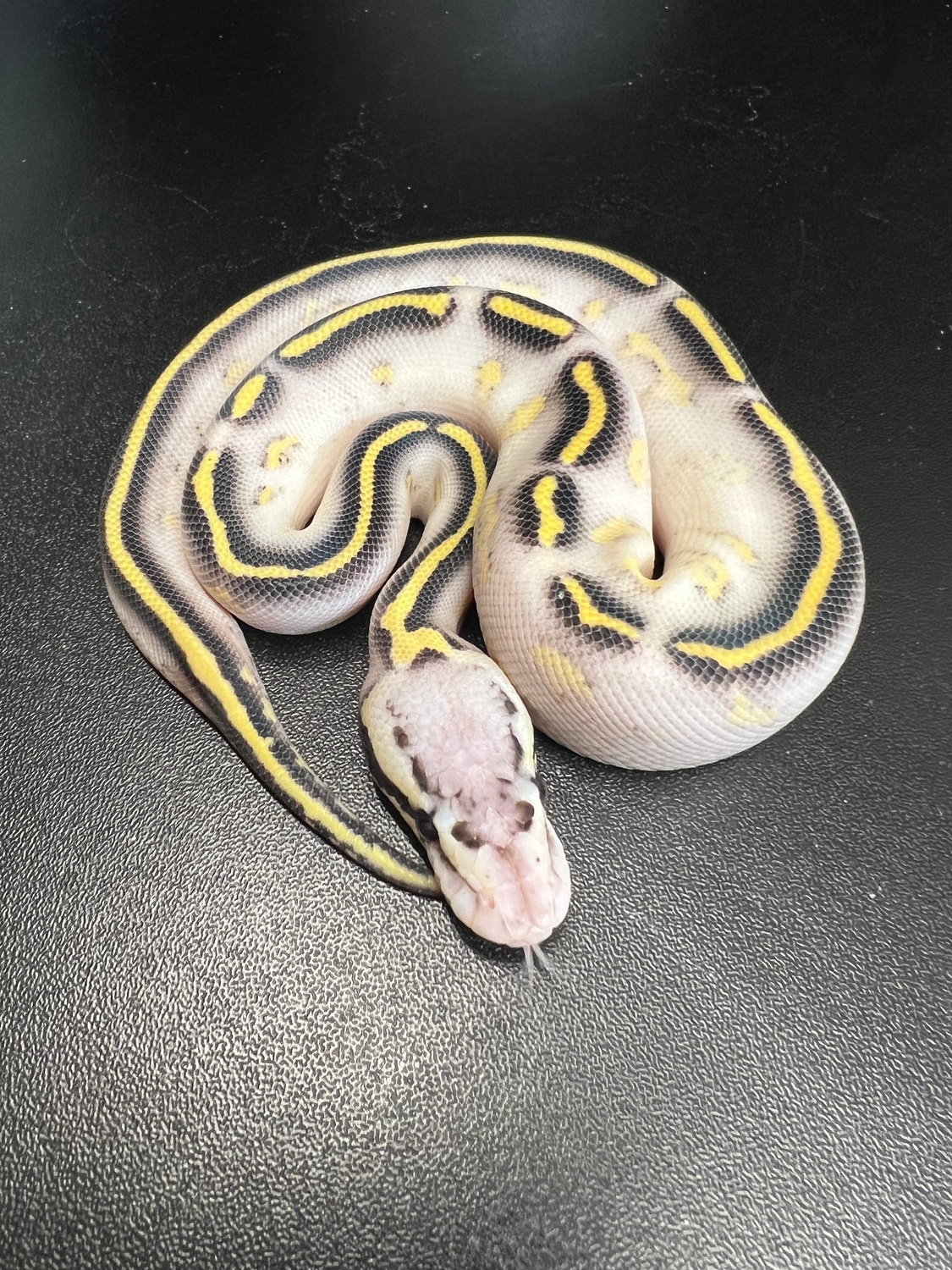 Super Pastel OD Freeway Ball Python by Lj-Noah-Reptiles - MorphMarket